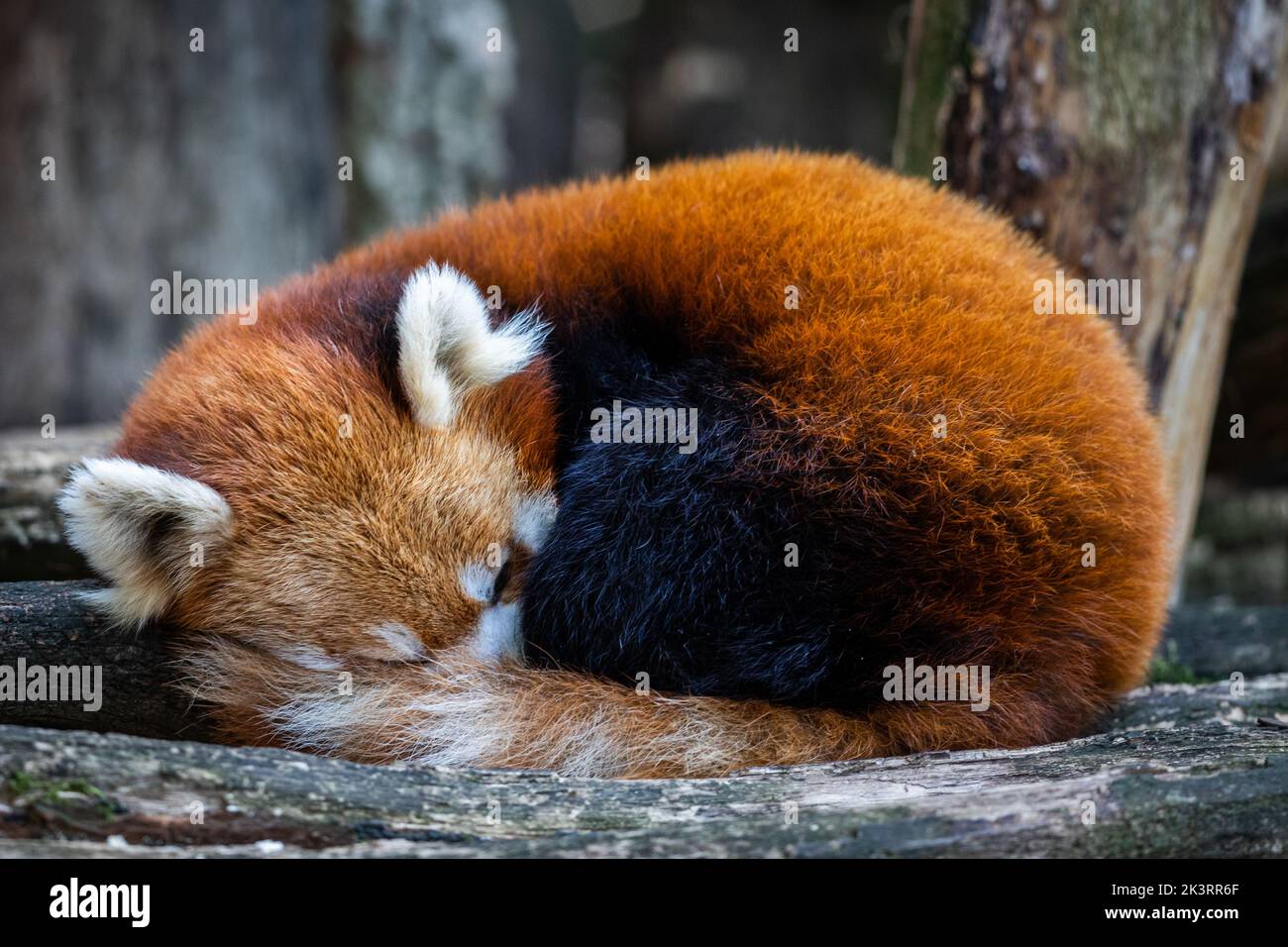 Baby red panda Banque de photographies et d’images à haute résolution ...