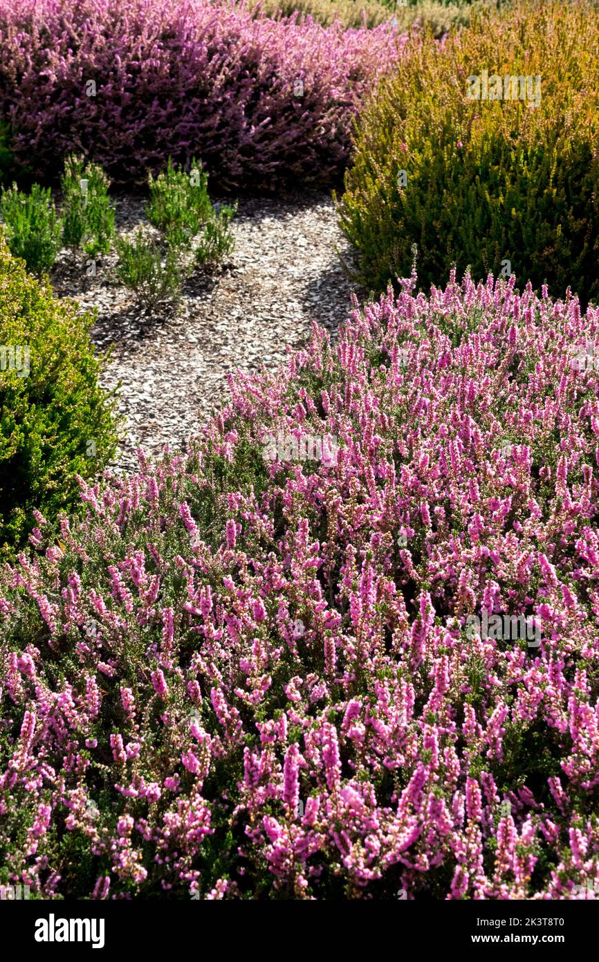 Pink bark Banque de photographies et d’images à haute résolution - Alamy