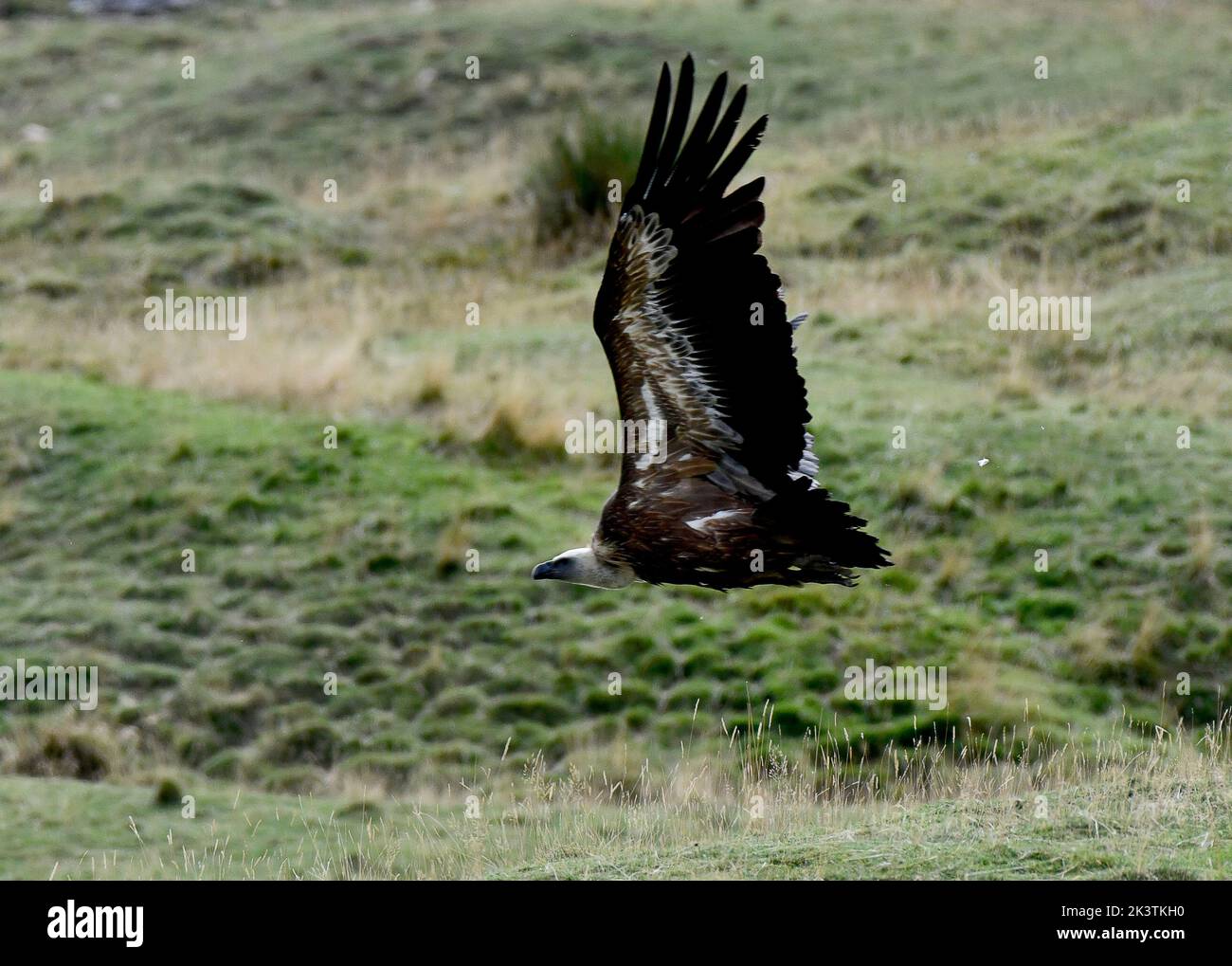 Griffon vautours en vol sur le col du Pourtalet, Vallee d'Ossau dans ...