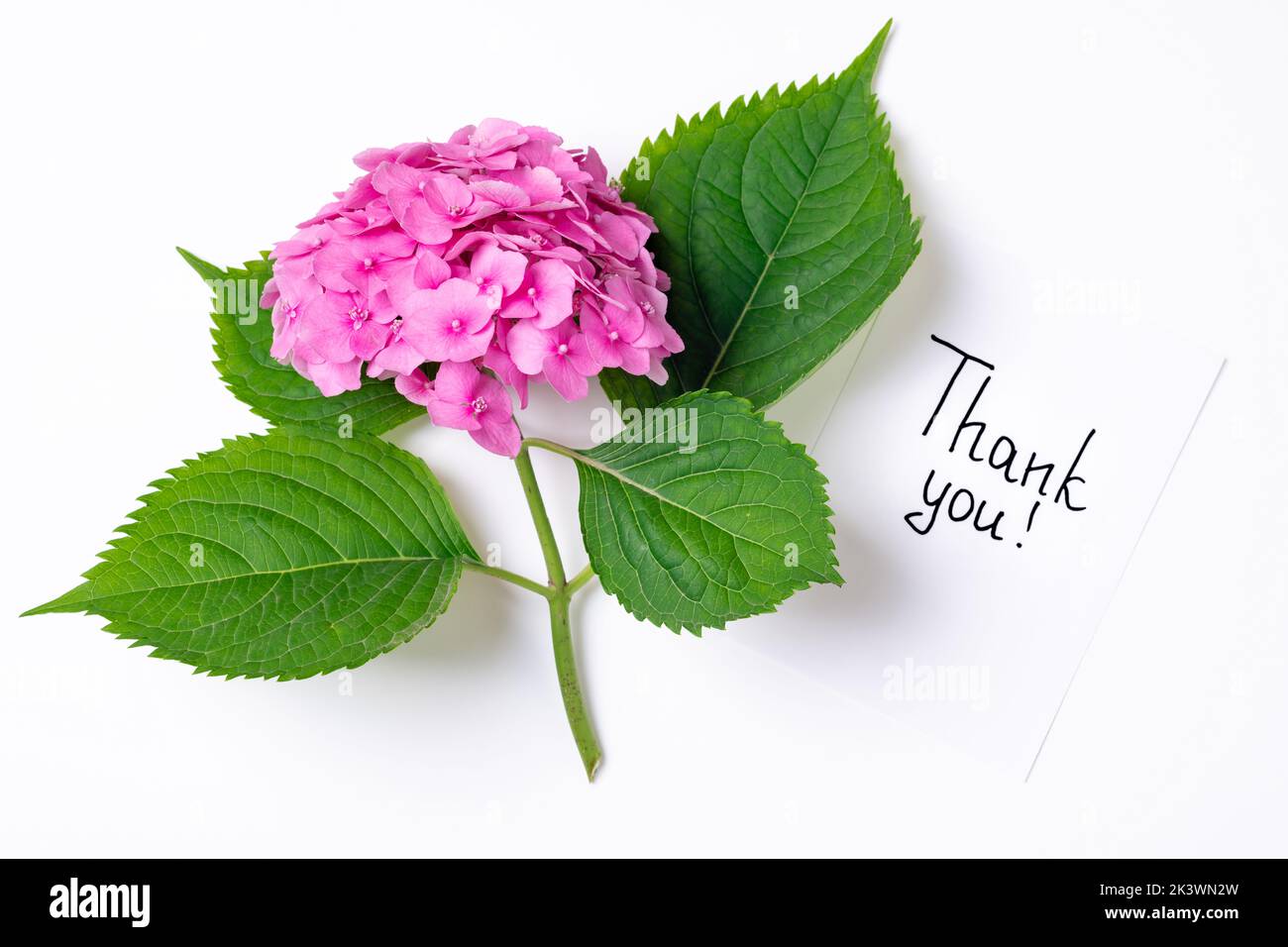 Notes de remerciement Banque de photographies et d’images à haute ...