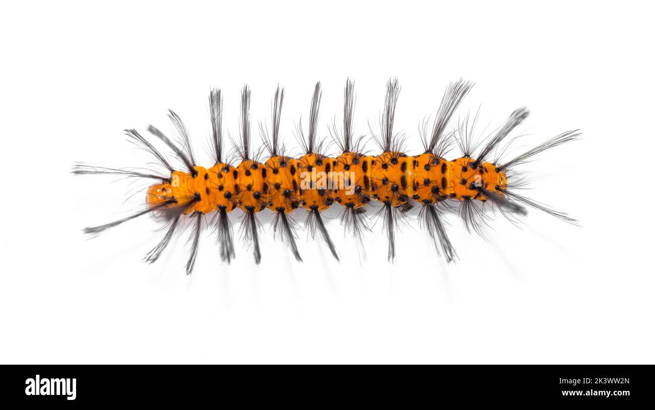 Chenille orange à point noir Banque de photographies et d’images à ...