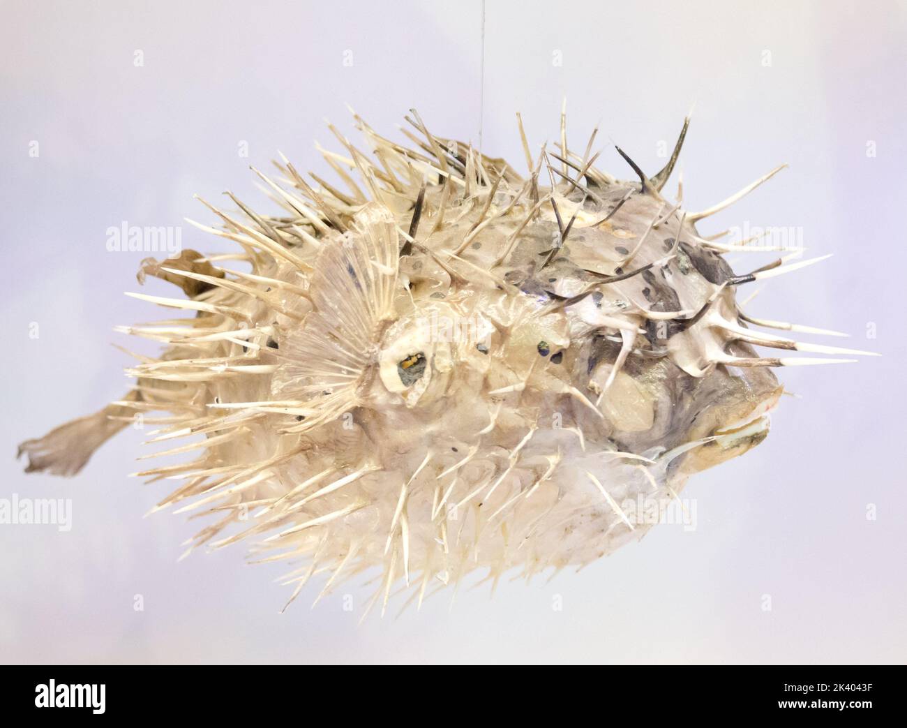 Porcupine fish Banque de photographies et d’images à haute résolution ...