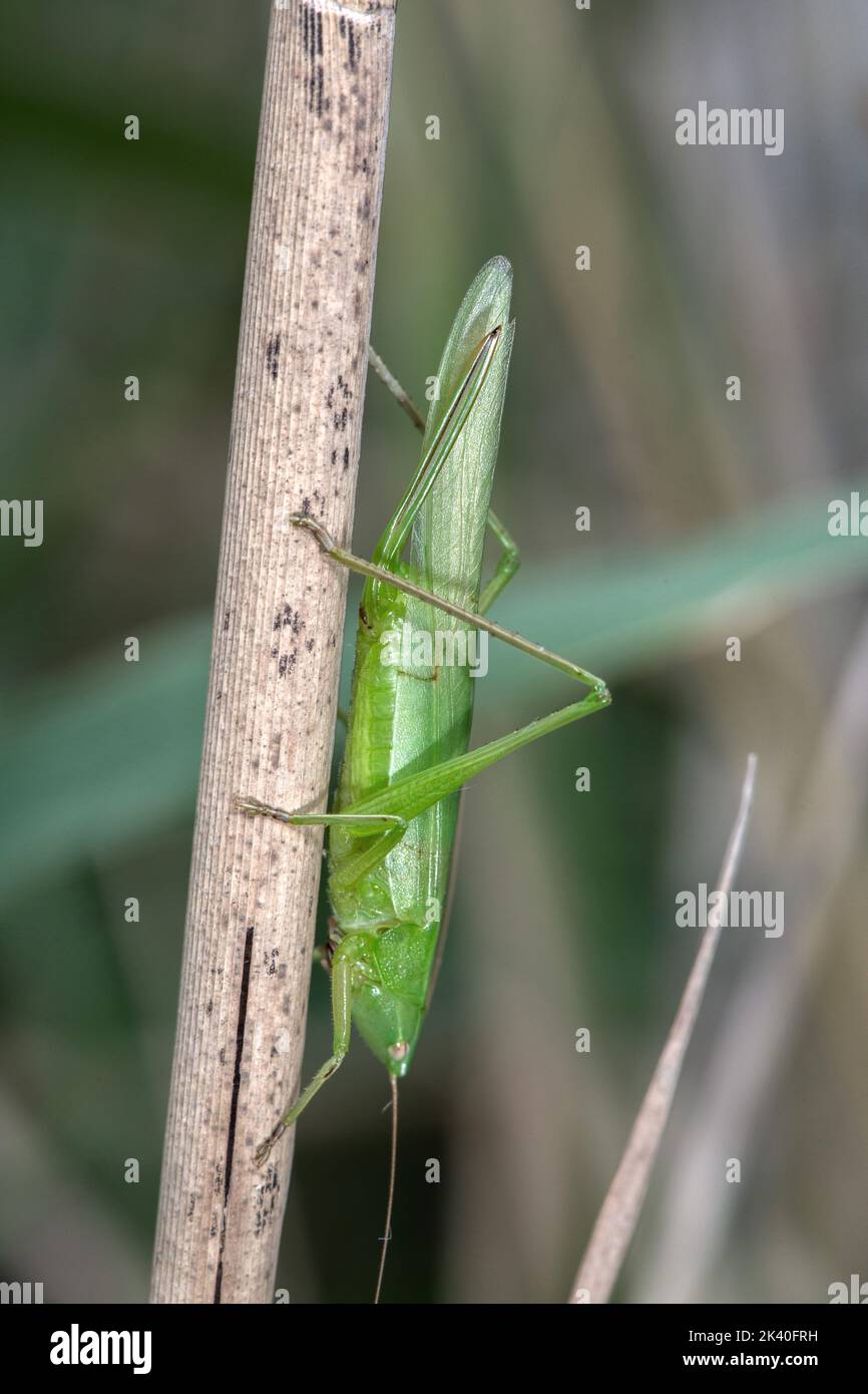 Une grosse tête de conée (Ruspolia nitidula, Conocephalus mandibularis ...