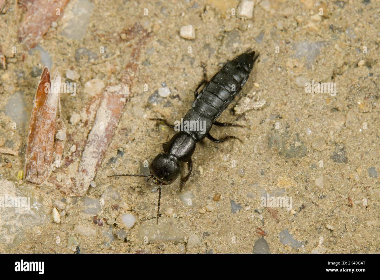 Ocypus noir Banque de photographies et d’images à haute résolution - Alamy
