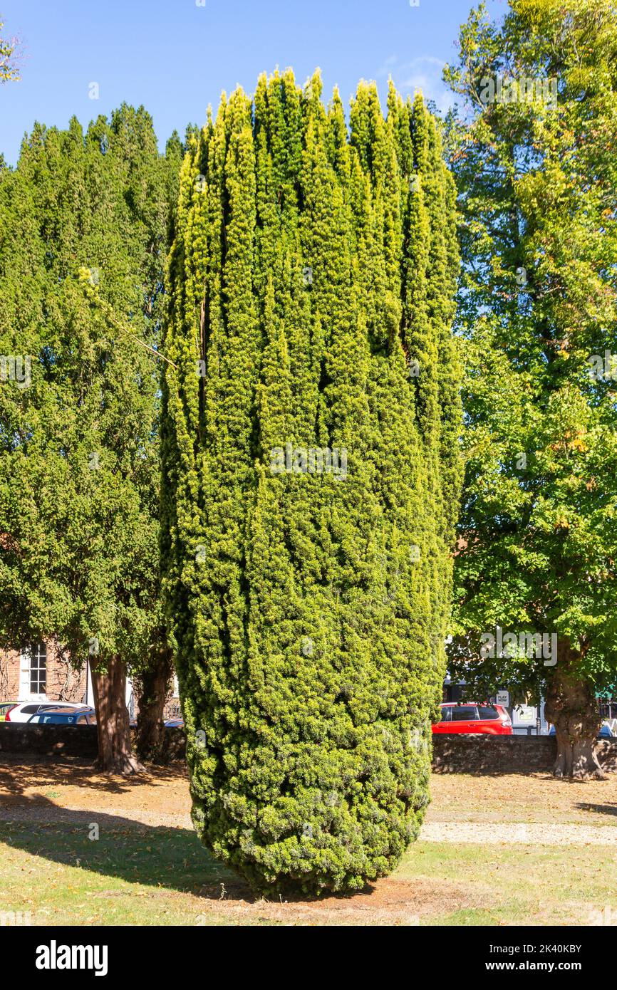 Ifs arbres Banque de photographies et d’images à haute résolution - Alamy