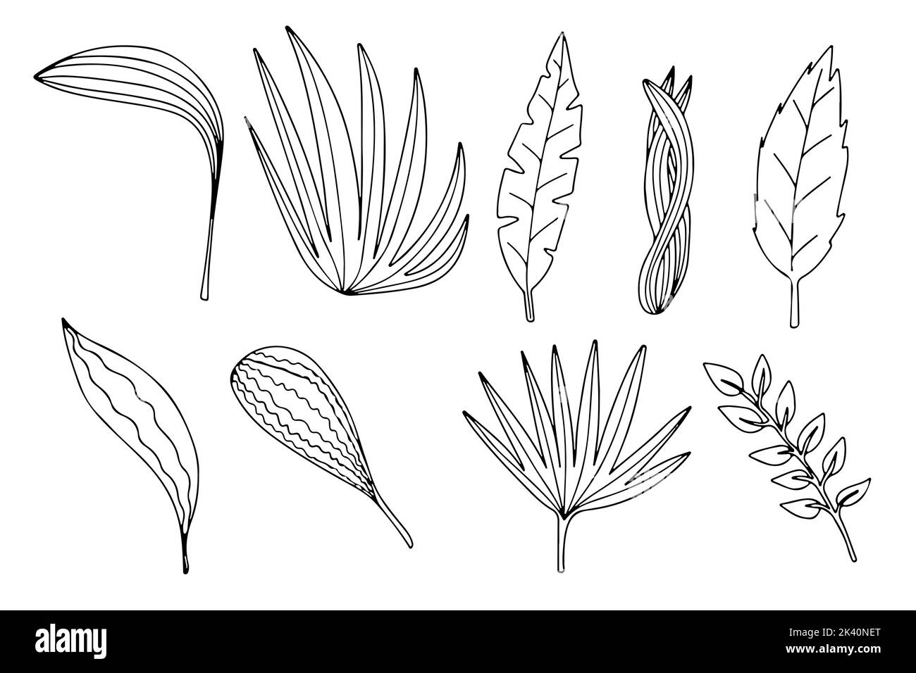 Types de feuilles Banque d'images noir et blanc - Alamy