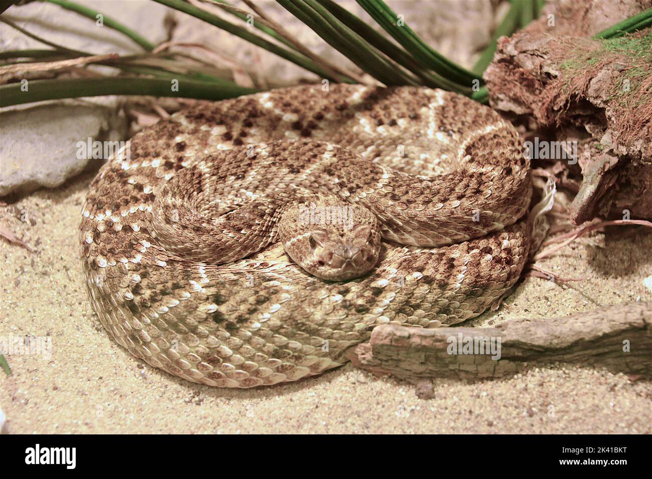 Great basin rattlesnake crotalus oreganus lutosus Banque de ...