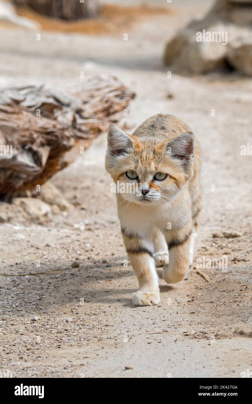 Chat de sable (Felis margarita), chat sauvage originaire des déserts ...