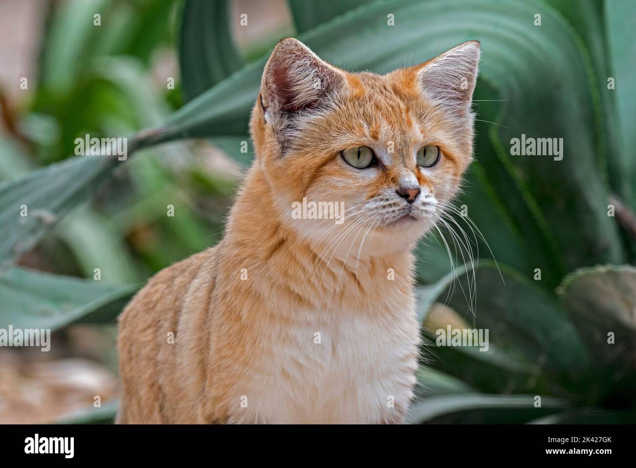 Felis marginata Banque de photographies et d’images à haute résolution ...