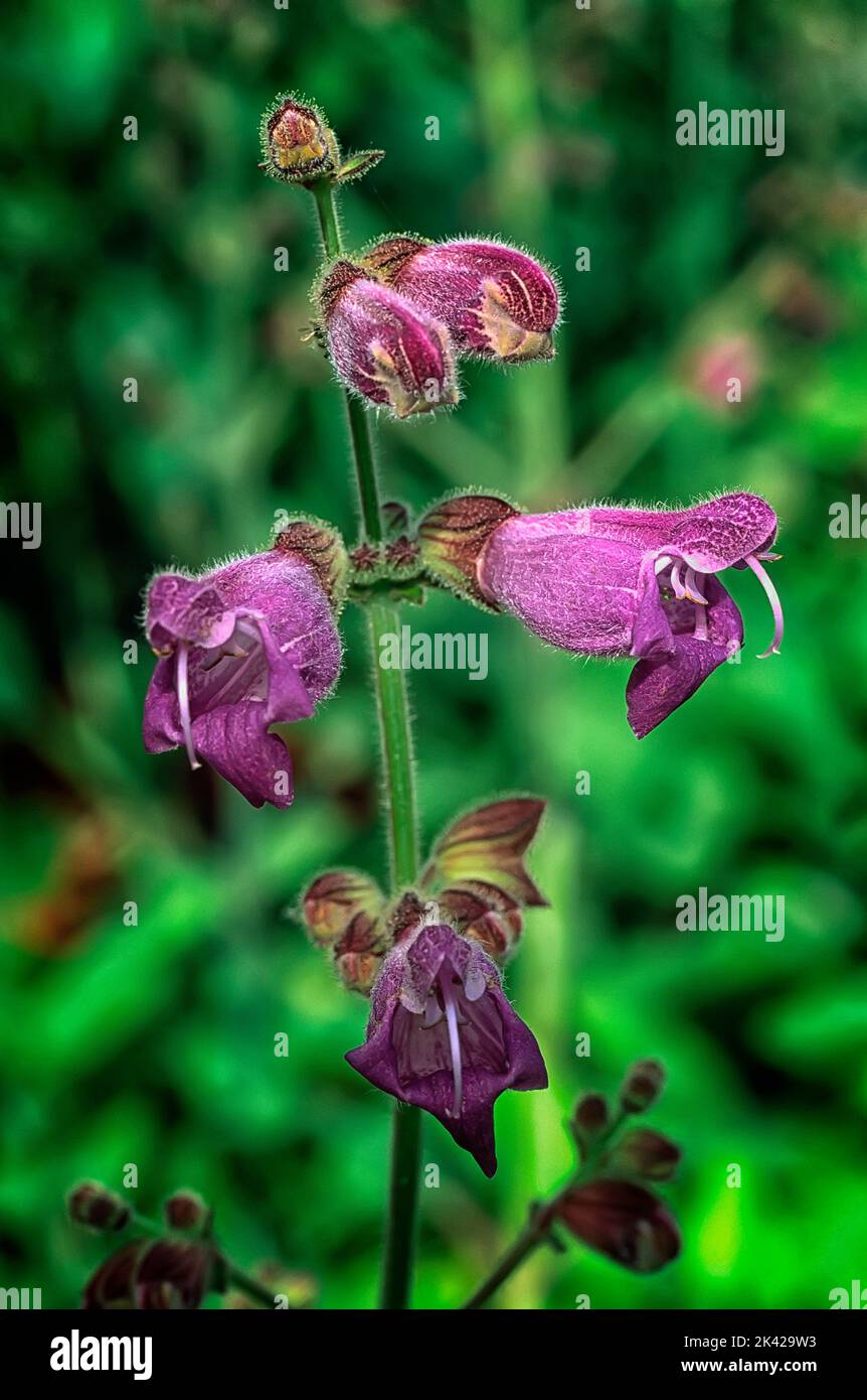 Salvia hians Banque de photographies et d’images à haute résolution - Alamy