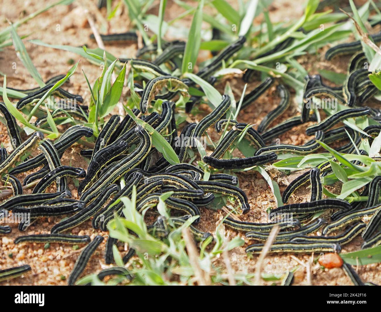 Version gregaria de l'armye africaine (Spodoptera exempta) parasites de ...