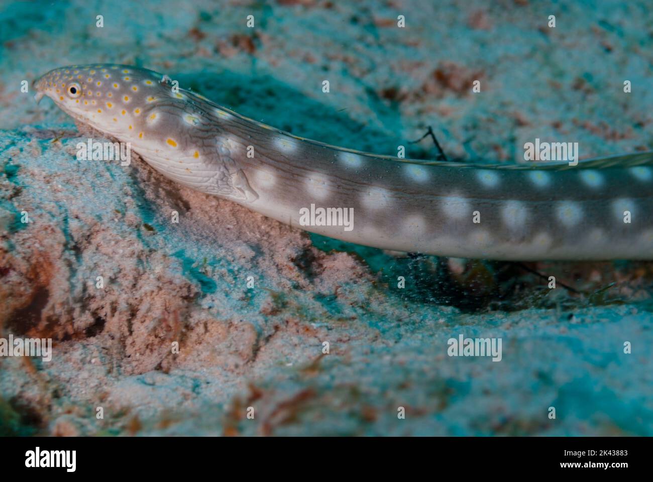 Sharptail eel Banque de photographies et d’images à haute résolution ...