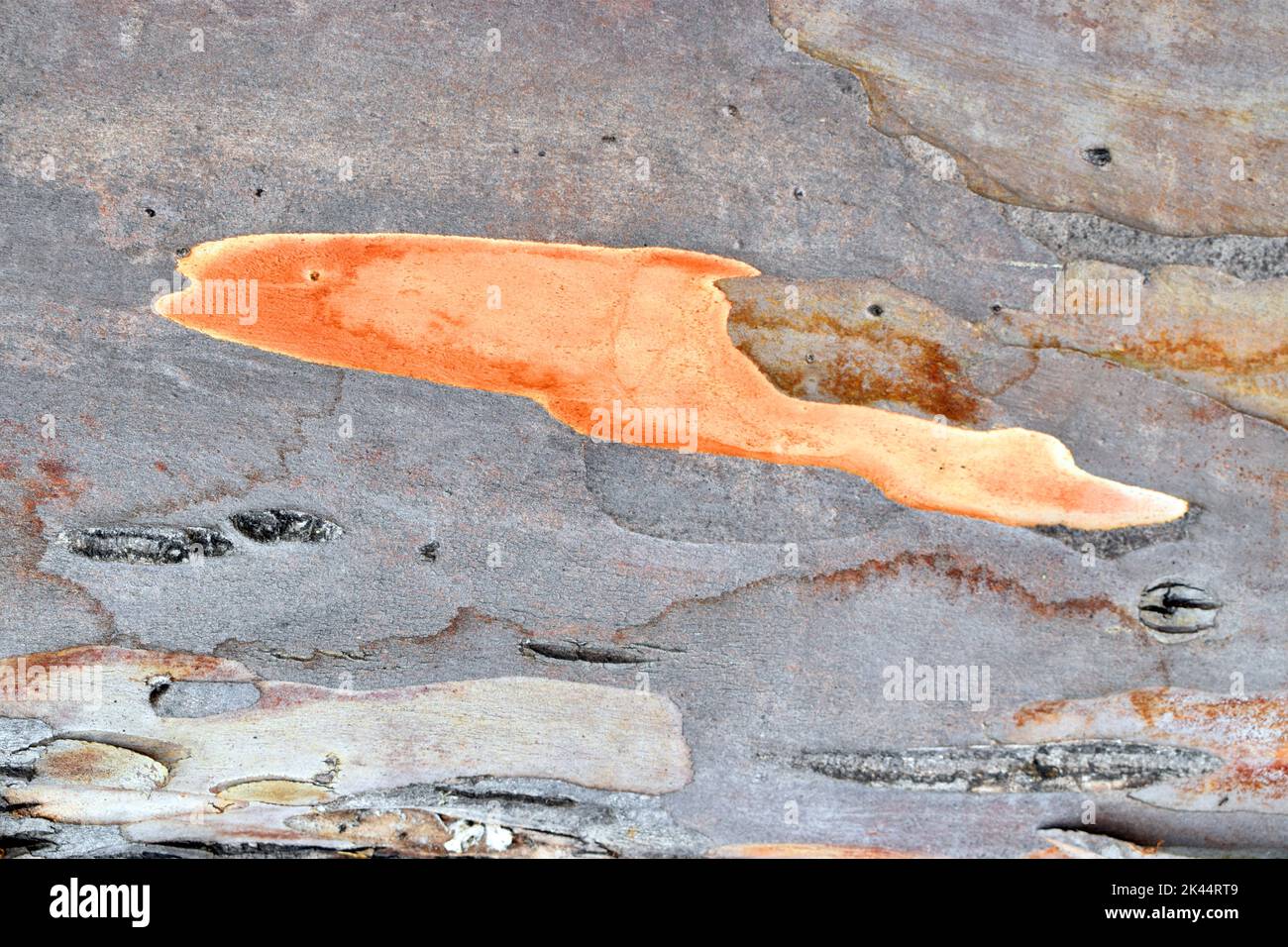 Eucalyptus spp Banque de photographies et d’images à haute résolution ...