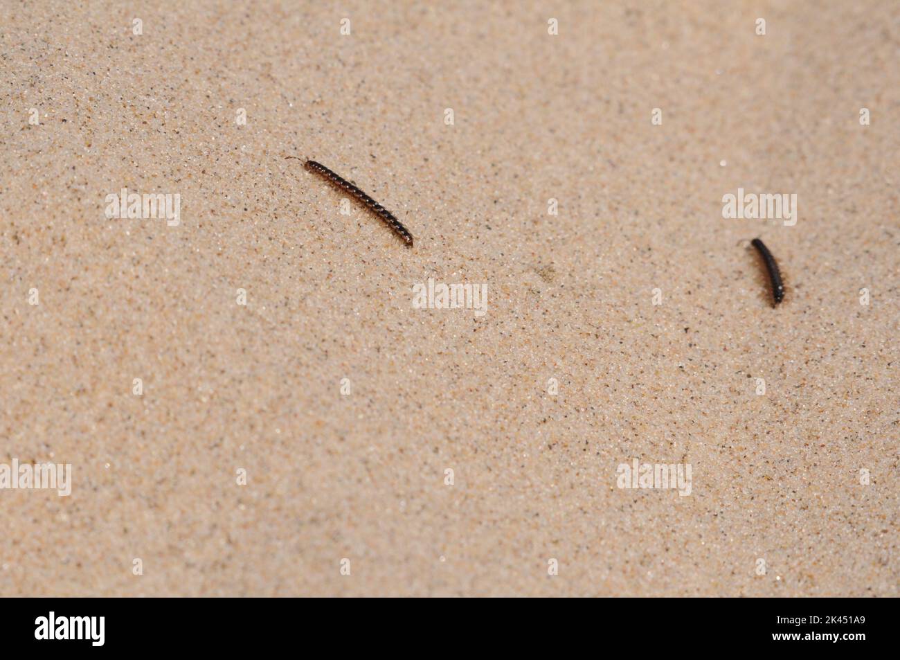 Grand ver de terre Banque de photographies et d’images à haute ...
