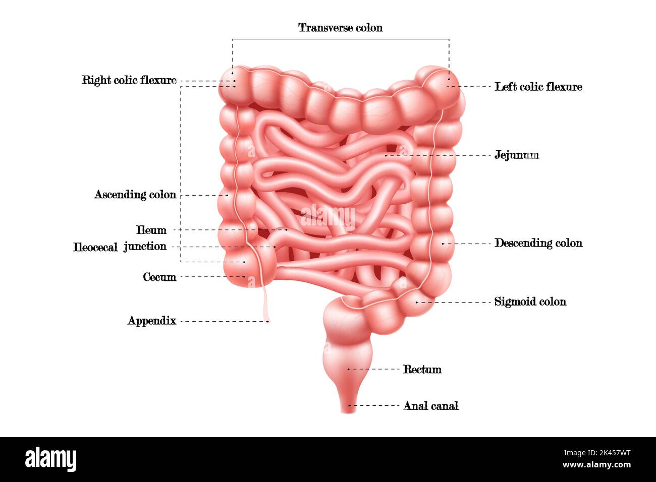 Anatomie intestinale. Infographie sur l'intestin du système digestif du ...