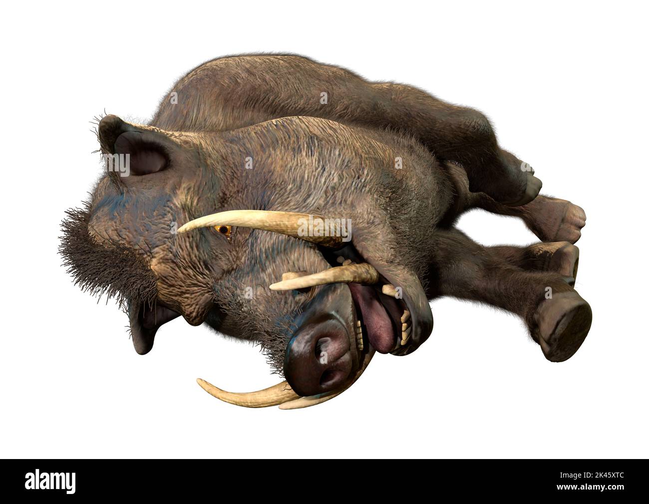 Sanglier mort Banque d'images détourées - Alamy