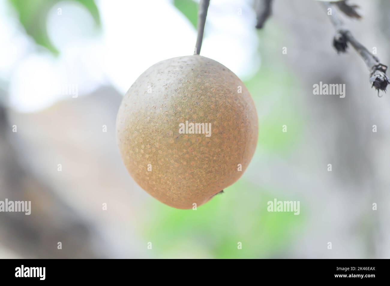 Ficus communis Banque de photographies et d’images à haute résolution ...