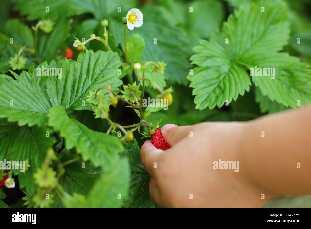 Gros plan d'une petite fille cueillant à la main une fraise sauvage ...