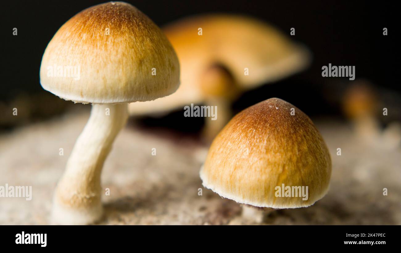 Psilocybin cubensis Banque de photographies et d’images à haute ...