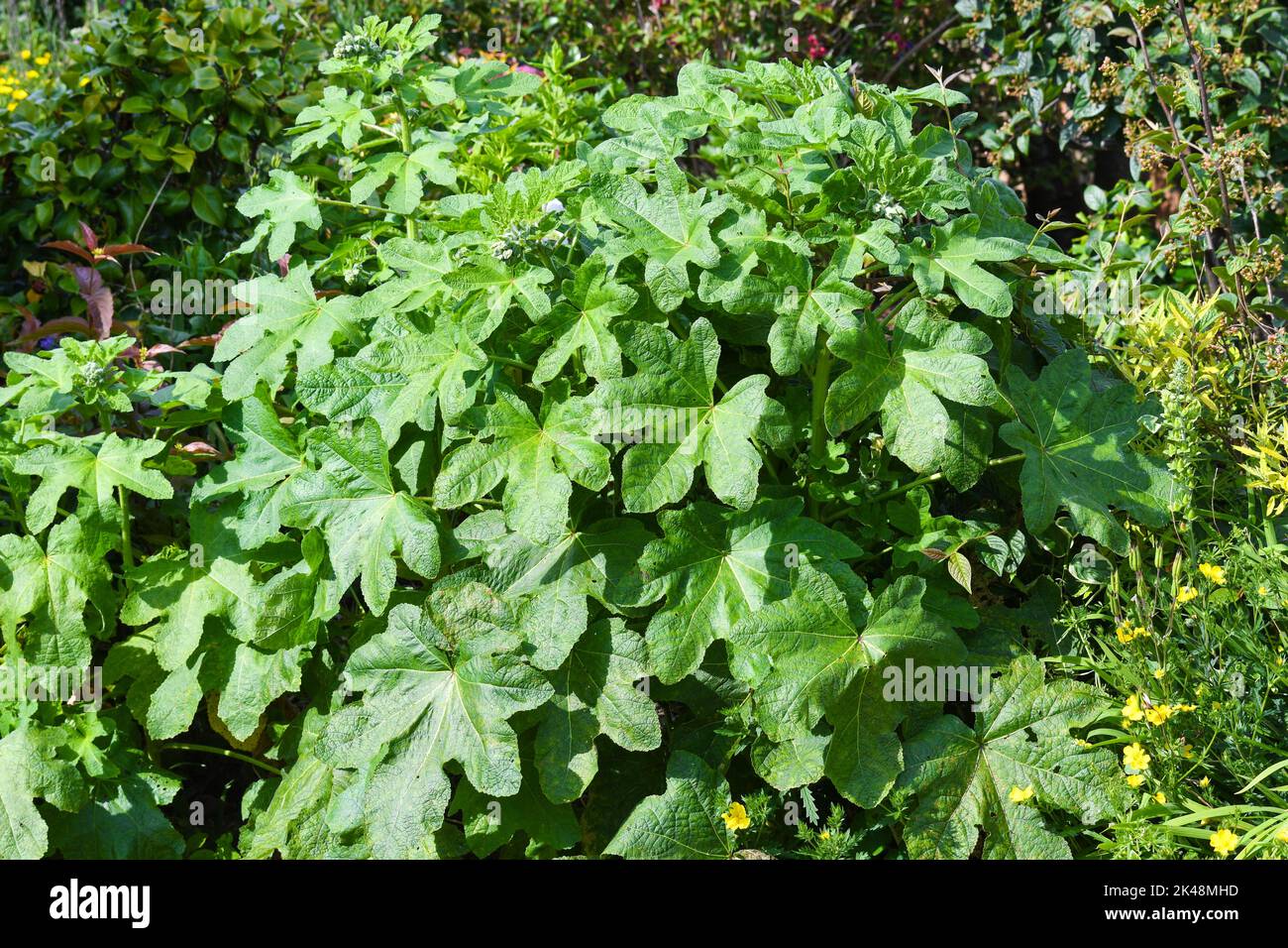 Feuilles de rose trémière Banque de photographies et d’images à haute résolution - Alamy