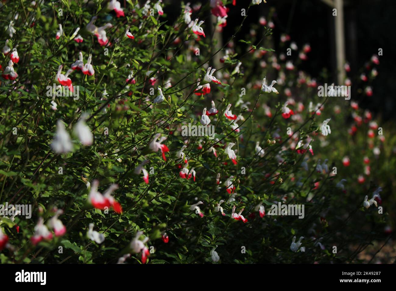 Fleurs en forme de clochette blanche Banque de photographies et d ...