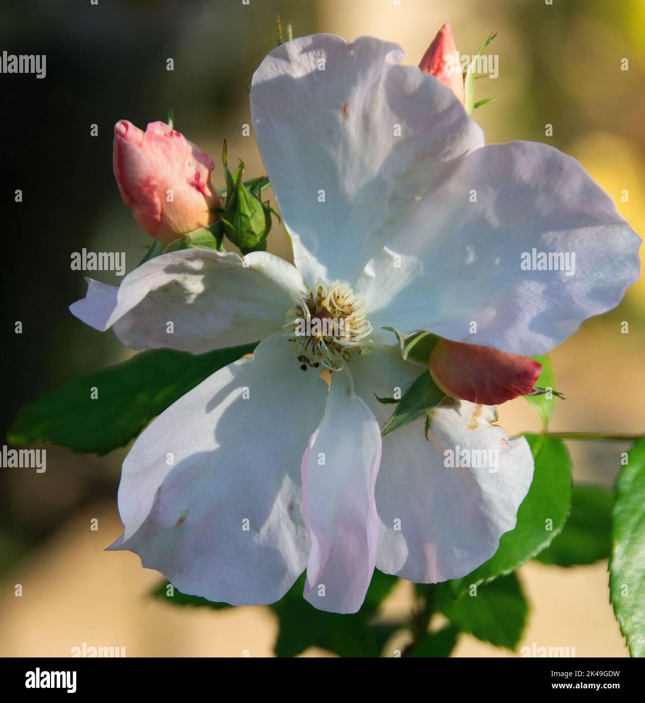 Rosa sally holmes rose Banque de photographies et d’images à haute ...