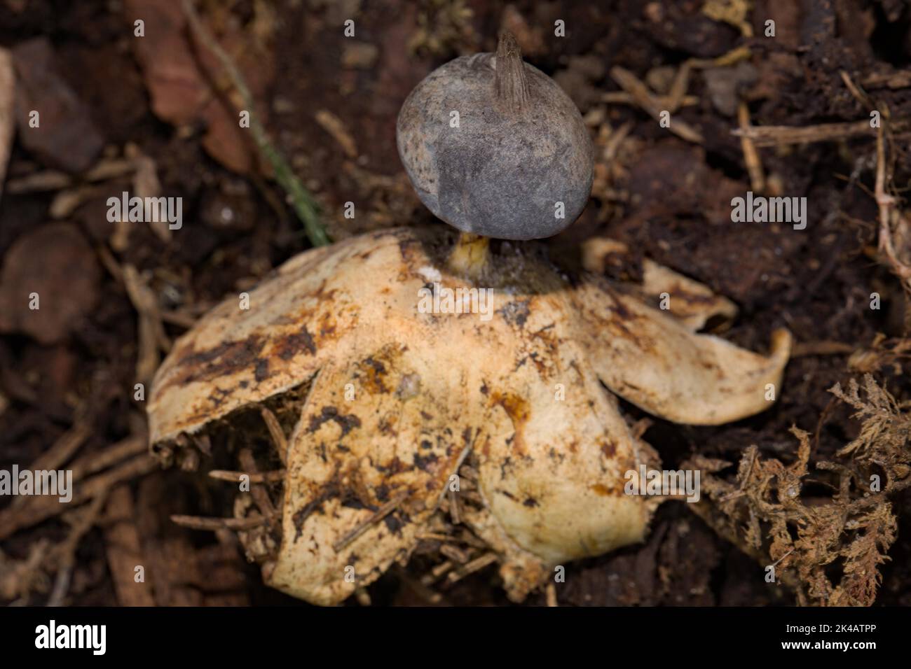 Peignez le corps de la fructification en étoile de terre avec des lobes ...