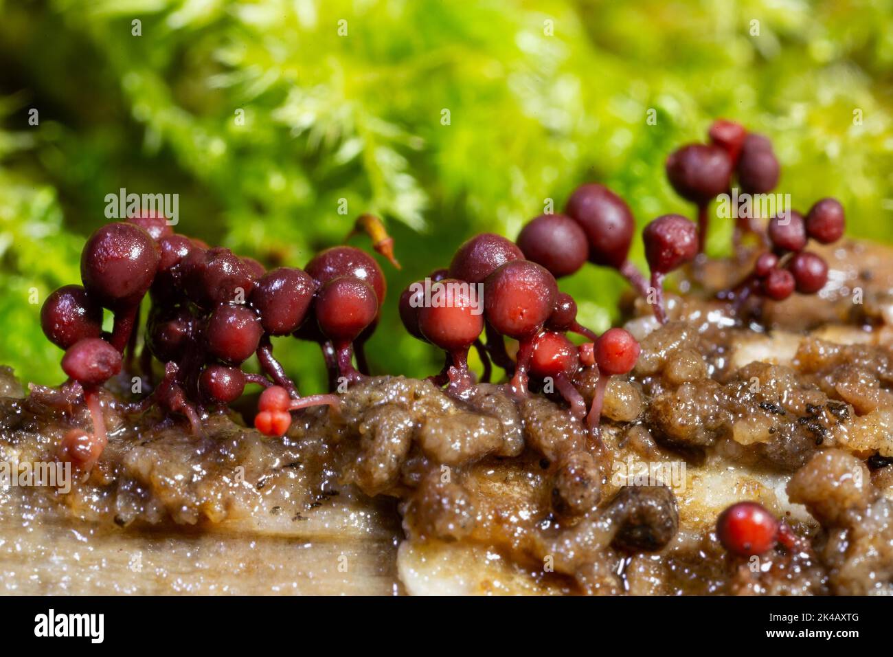 La lime à tête rouge moule plusieurs corps de fructification avec des ...