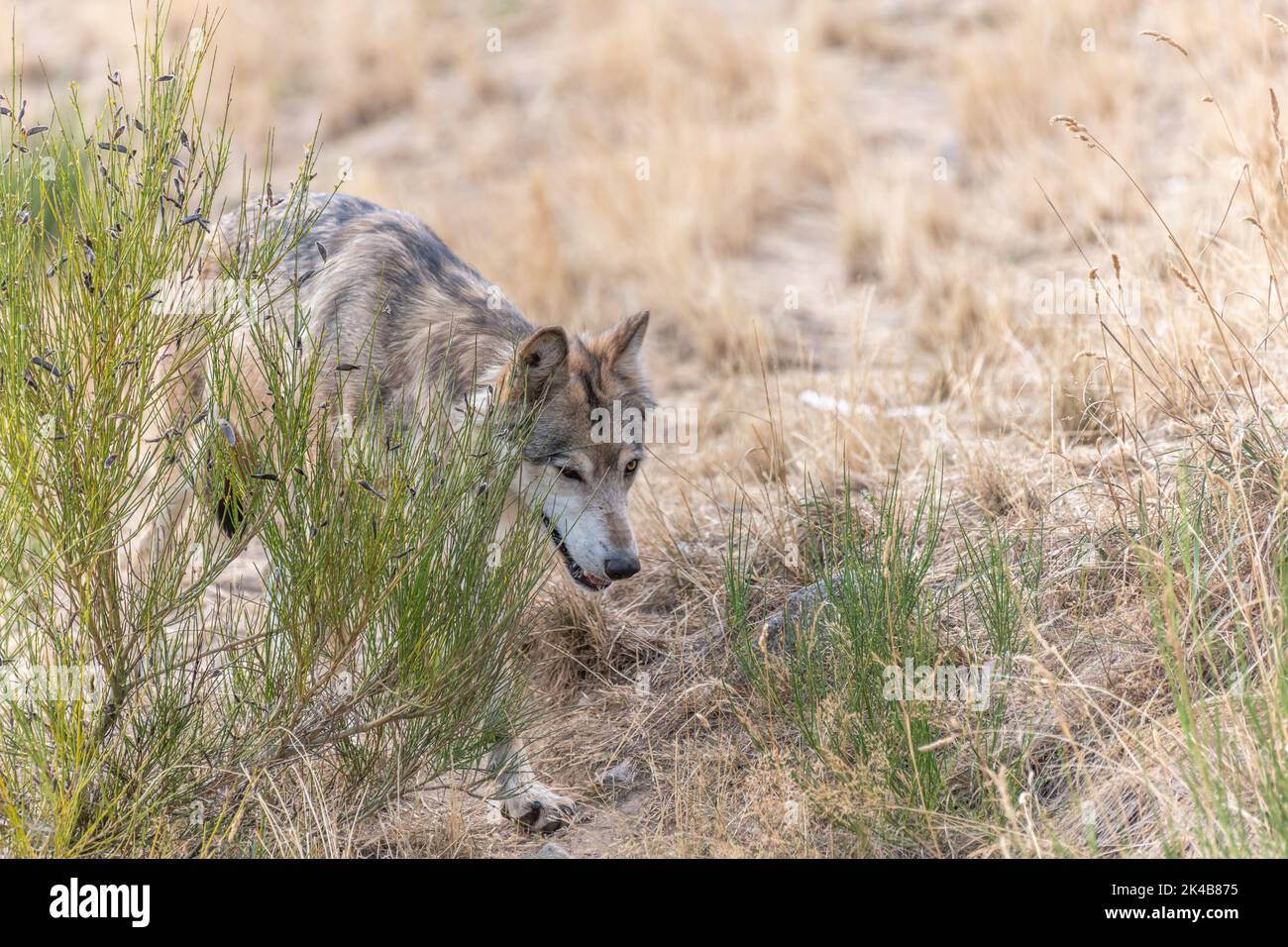 Mongolian wolf canis lupus Banque de photographies et d’images à haute ...