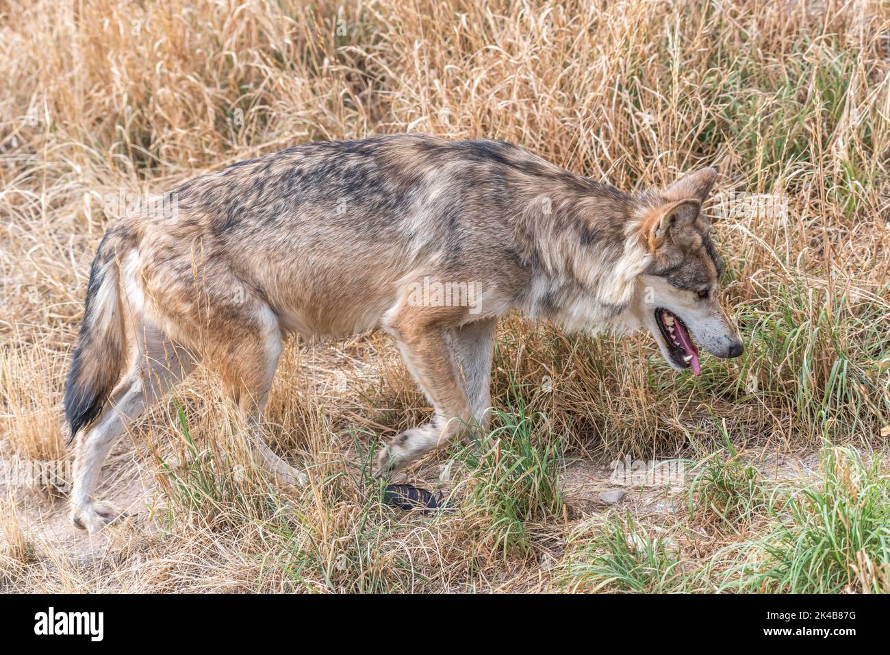 Mongolian wolf canis lupus Banque de photographies et d’images à haute ...