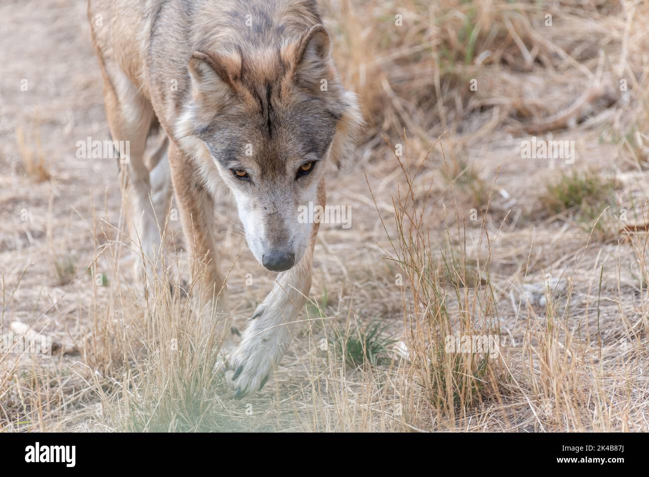 Mongolian wolf canis lupus Banque de photographies et d’images à haute ...