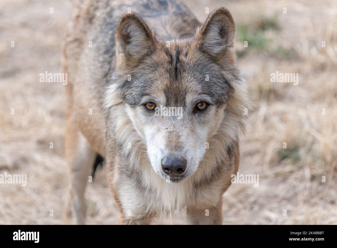 Mongolian wolf canis lupus Banque de photographies et d’images à haute ...