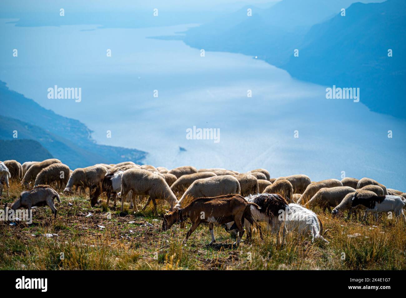 Un troupeau de moutons et de chèvres qui broutage dans un champ rural ...