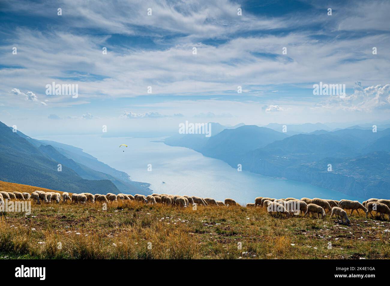 Un troupeau de moutons et de chèvres qui broutage dans un champ rural ...