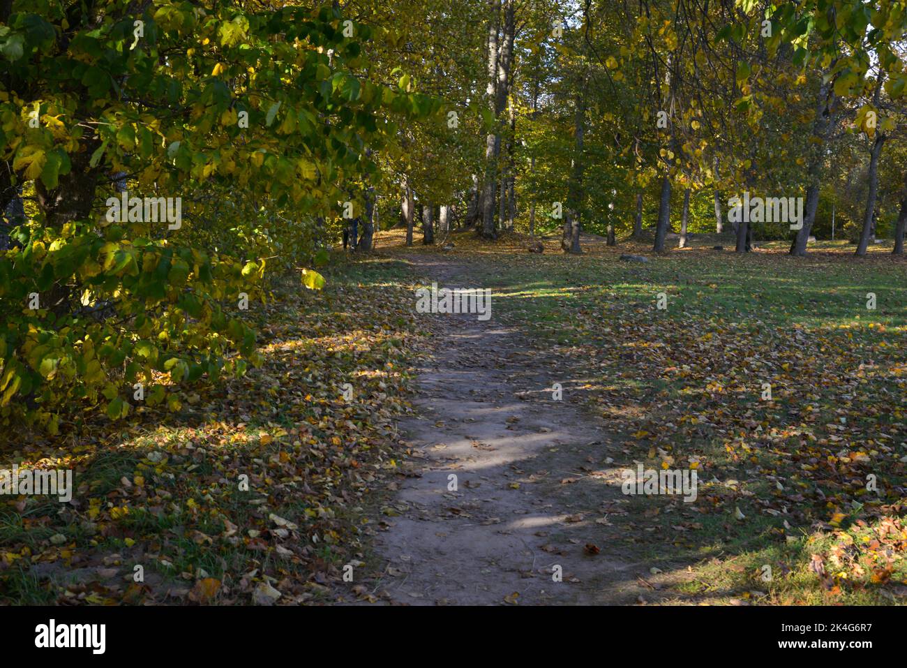 sentier touristique piétonnier dans une forêt automnale avec des ...
