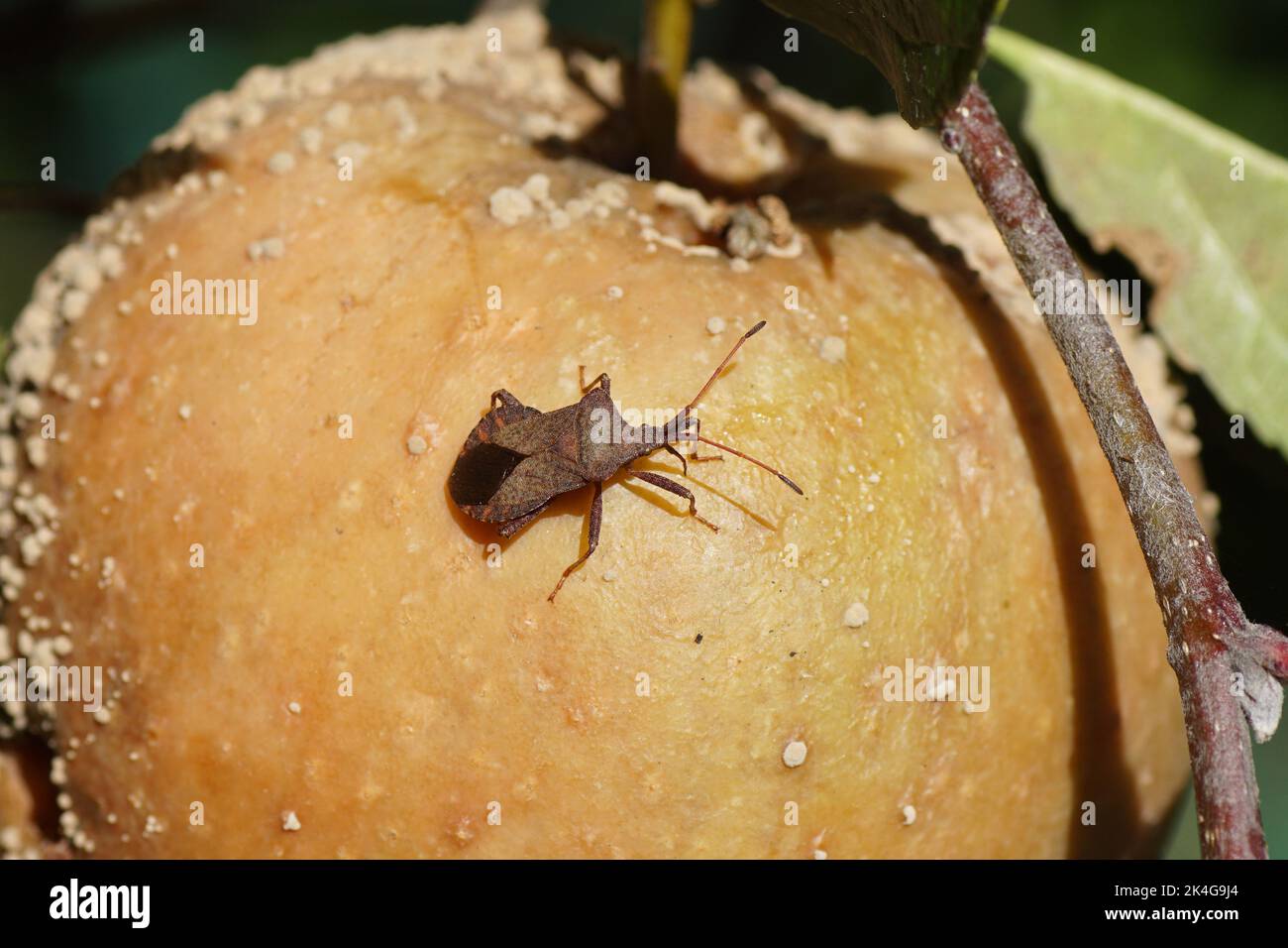 Insecte de la feuille de quai, insecte de la courge brune (Coreus ...