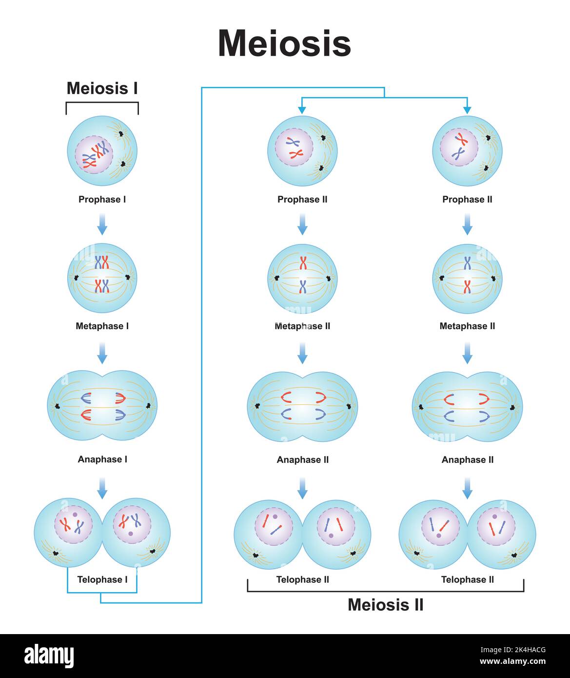 Conception scientifique des phases de méiose. Processus de division des ...