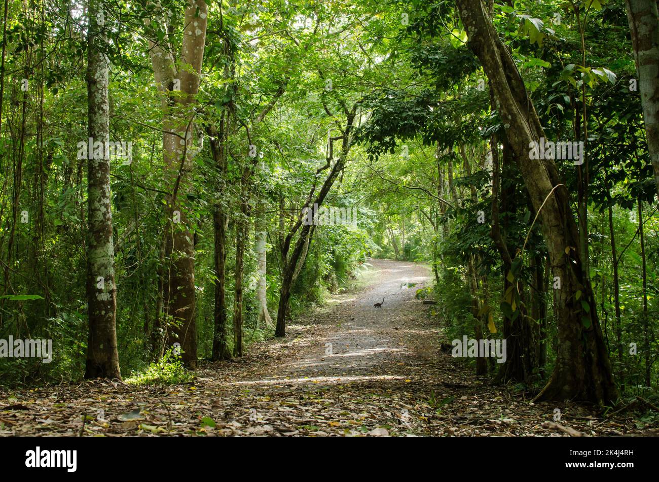 Parque metropolitano panama Banque de photographies et d’images à haute ...