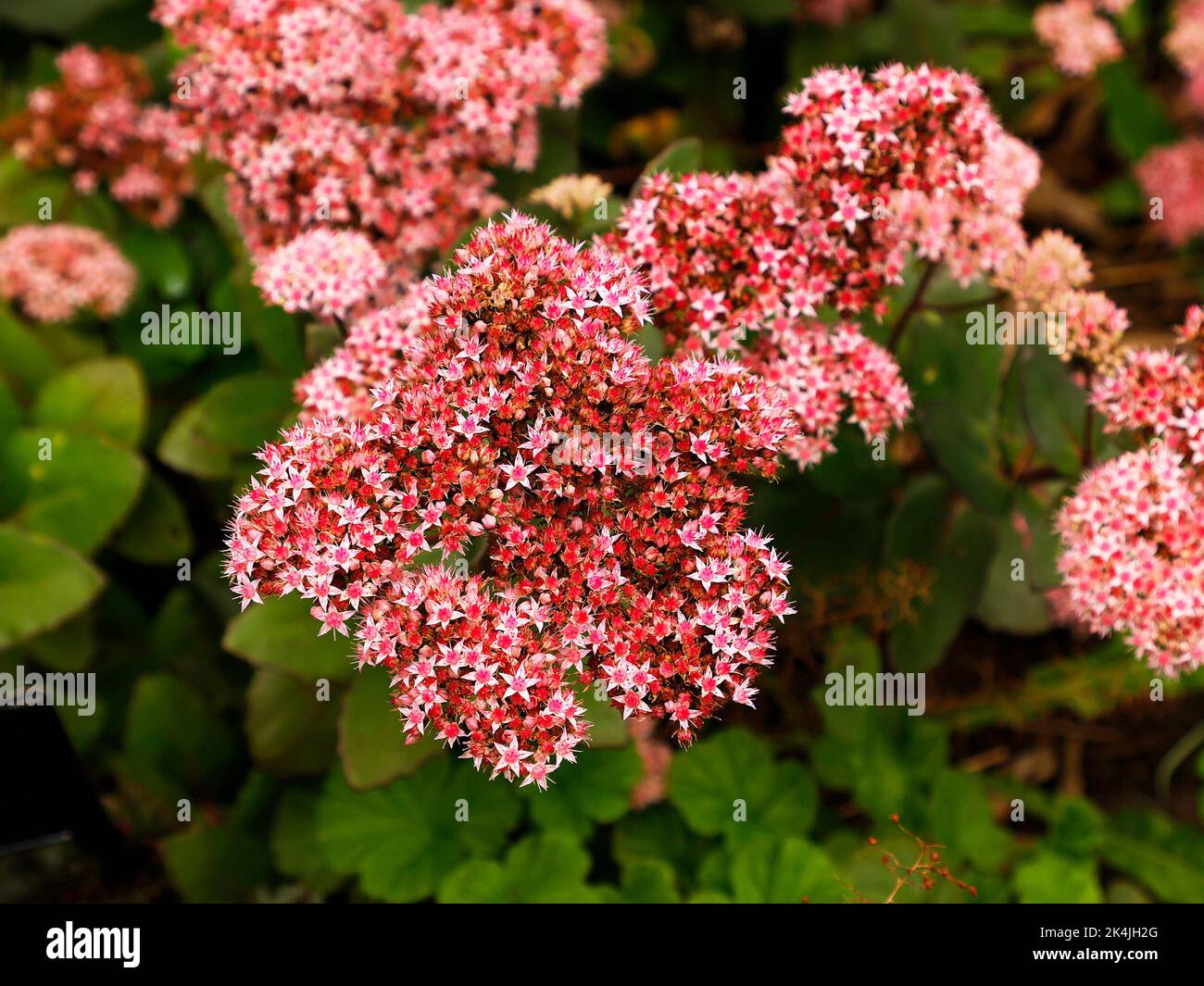 Gros plan sur les fleurs rouges de rubis pâle densément remplies de l ...