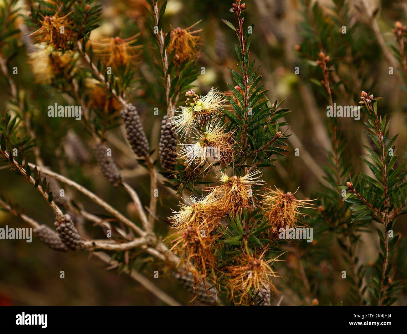 Melaleuca virens Banque de photographies et d’images à haute résolution ...