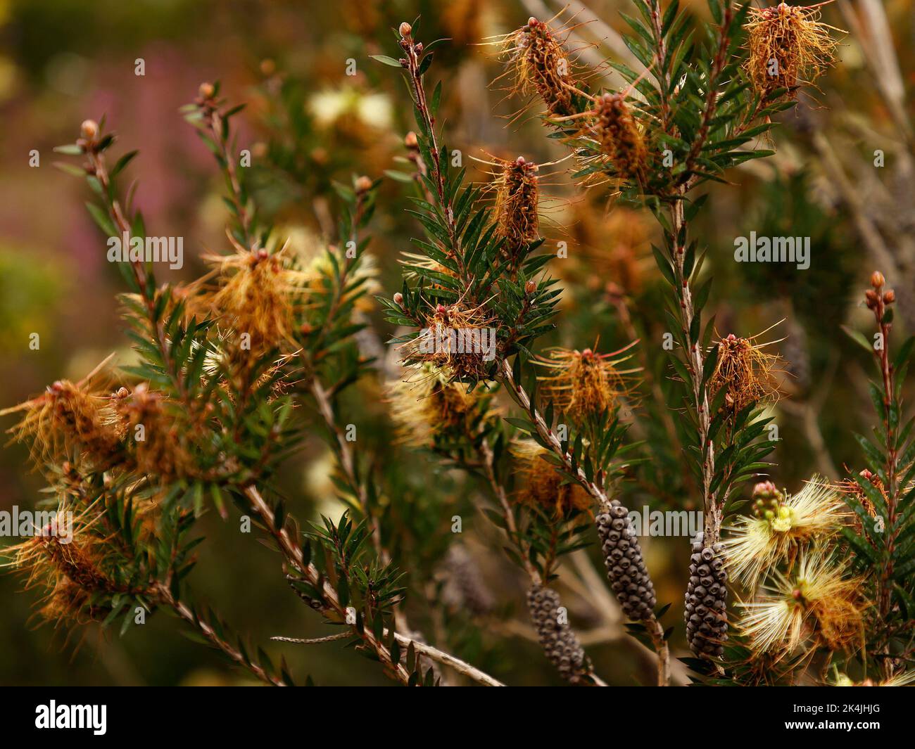 Melaleuca virens Banque de photographies et d’images à haute résolution ...