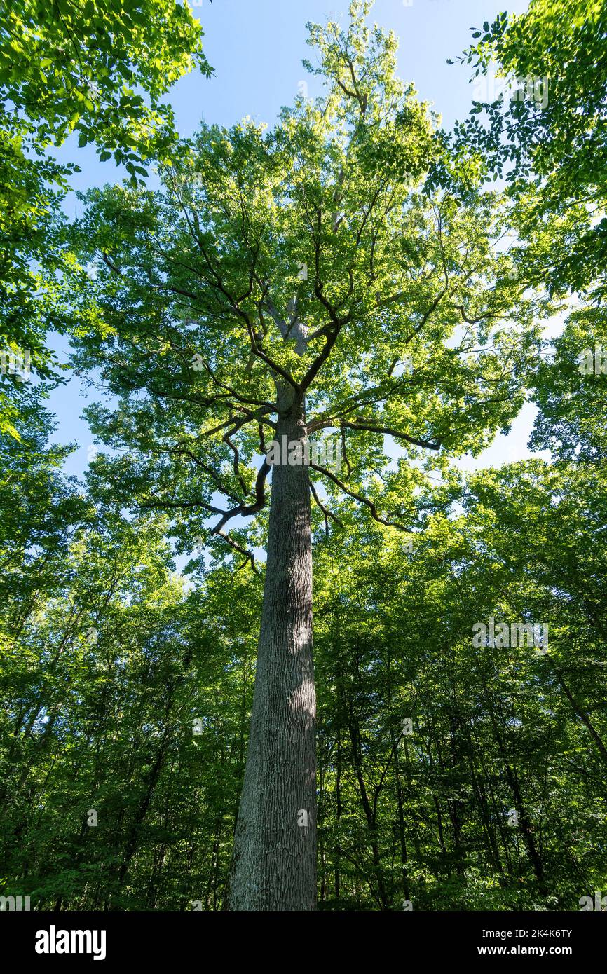 Forêt de Troncais. Stebbing II chêne remarquable, . Département Allier ...