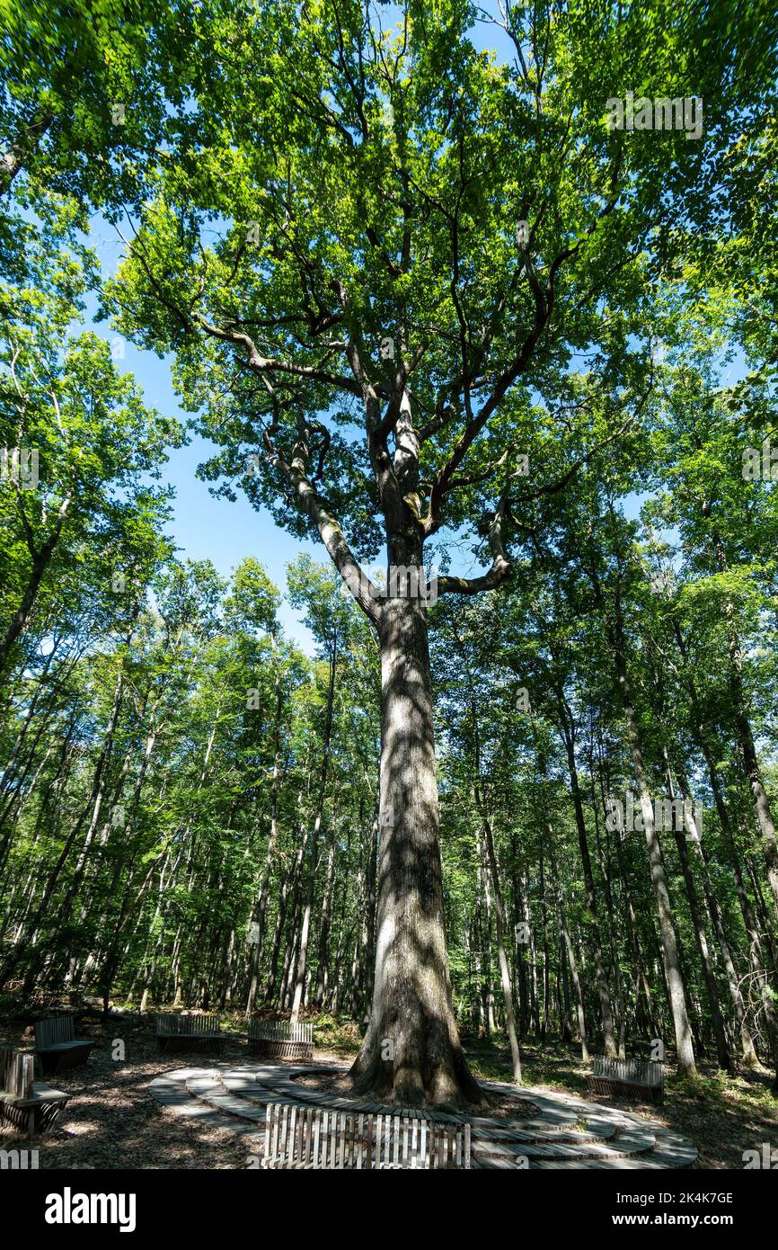 Forêt de Troncais . Chêne remarquable. Charles Louis Philippe Oak ...