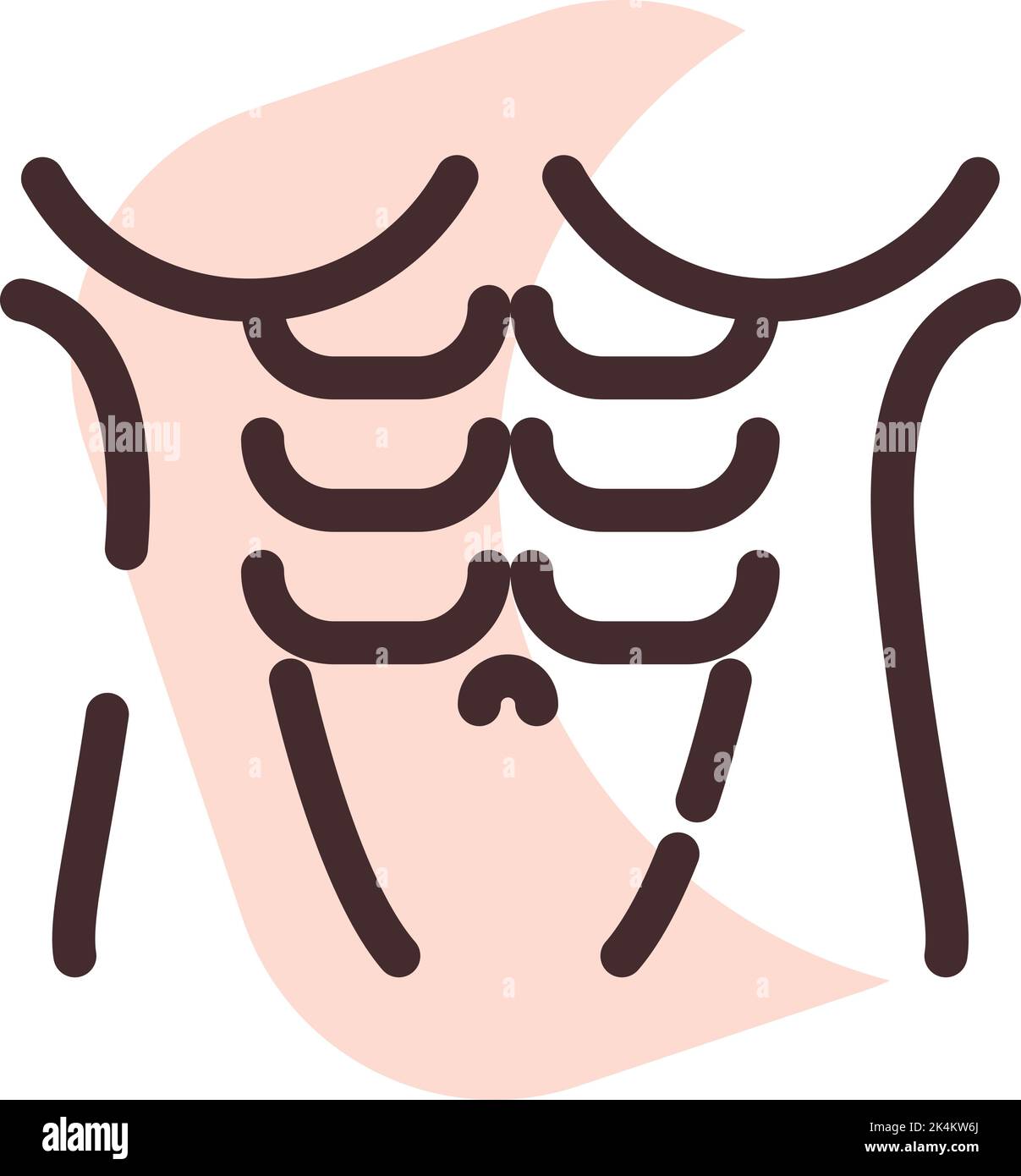 Muscles abdominaux anatomie Banque d'images vectorielles - Alamy