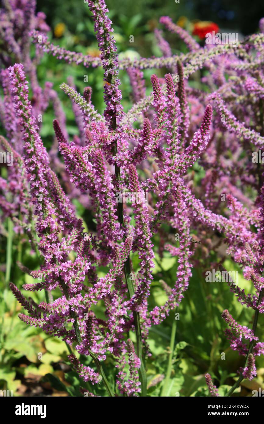 Russian statice Banque de photographies et d’images à haute résolution ...