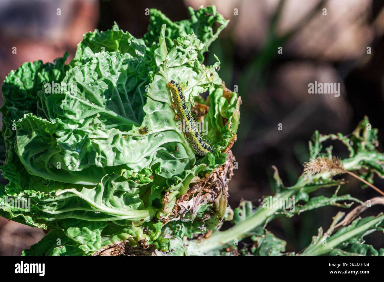 Le type principal et le plus commun de ravageurs est le type le plus ...