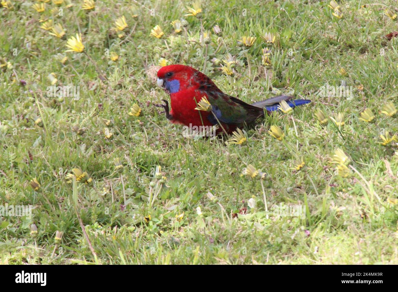 Pennant rosella Banque de photographies et d’images à haute résolution ...