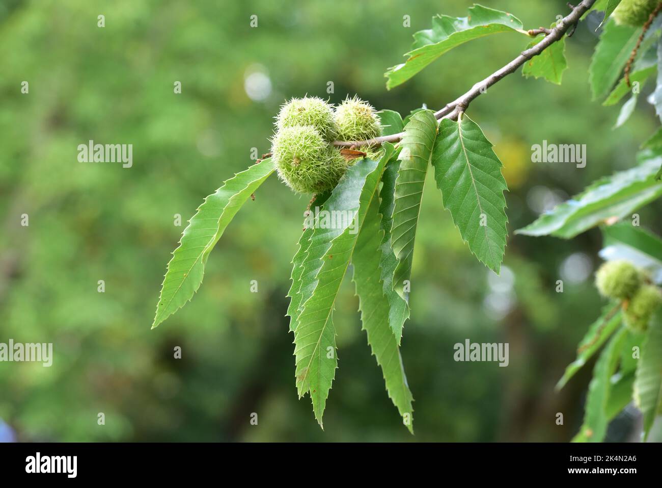 Comment connaître l'age d'un arbre Banque de photographies et d’images ...
