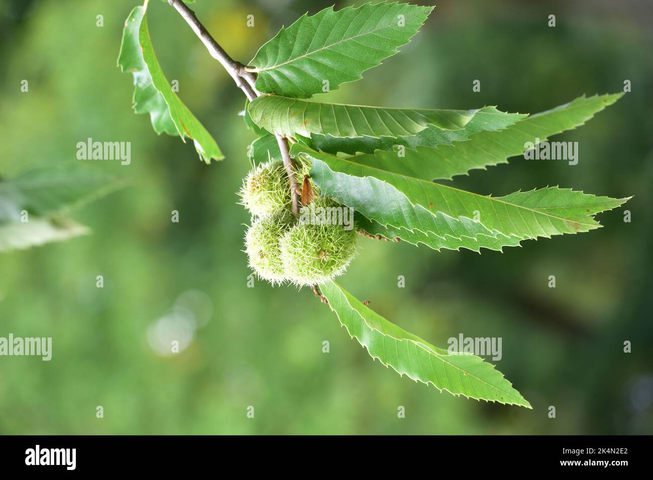Comment connaître l'age d'un arbre Banque de photographies et d’images ...