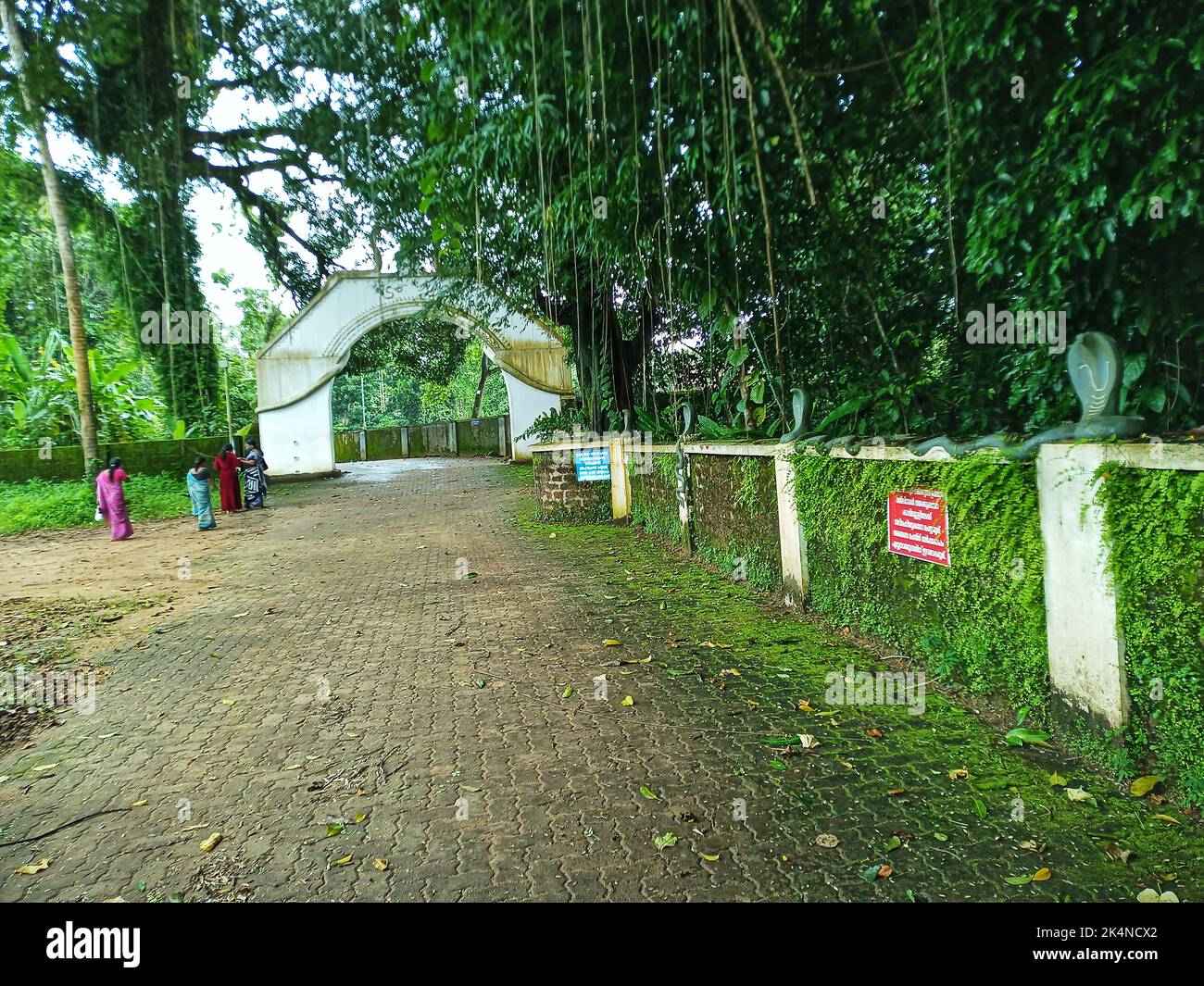 Pambummekattu mana,Pammumekattu temple,Pambummekattu temple sarppakavu ...